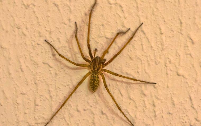 Blog - Dangerous Spiders: What Daphne Property Owners Ought To Know