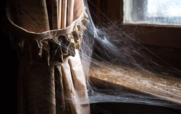 How To Keep Your Baldwin County Home Spider-Free