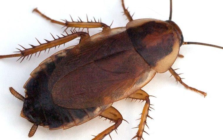 What Every Auburn Resident Should Know About Wood Roach Control
